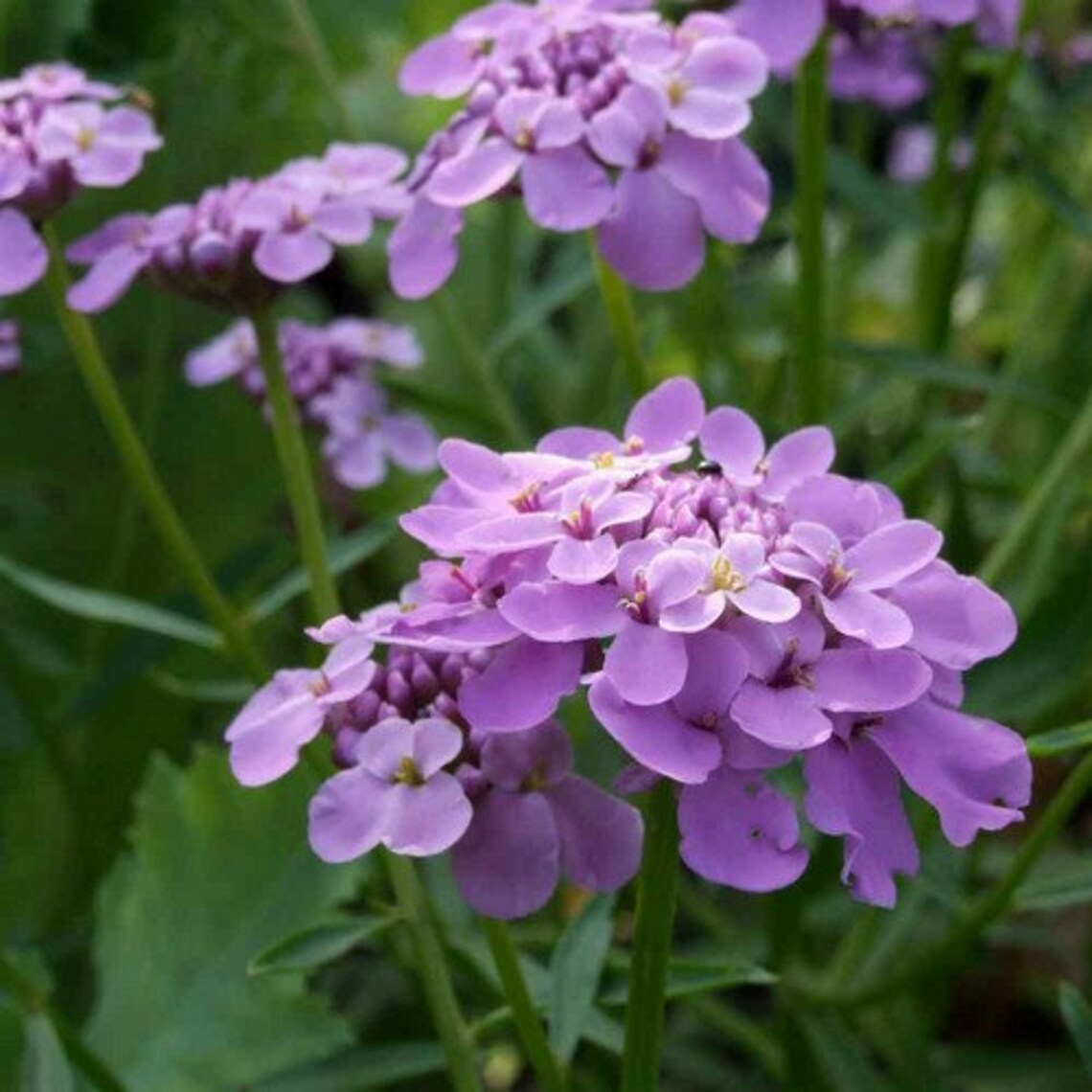 Gibraltar Candytuft Flower Seeds iberis Gibraltarica - Etsy
