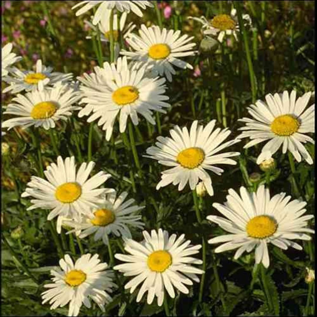 Shasta Daisy Flower Seeds (chrysanthemum Maximum) 200+seeds - Etsy
