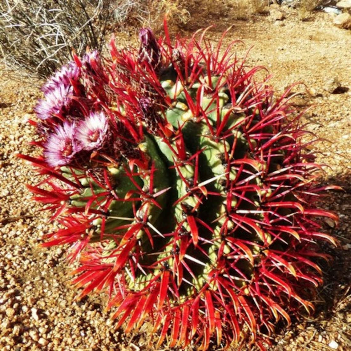 Cool Devil S Tongue Cactus Gallery