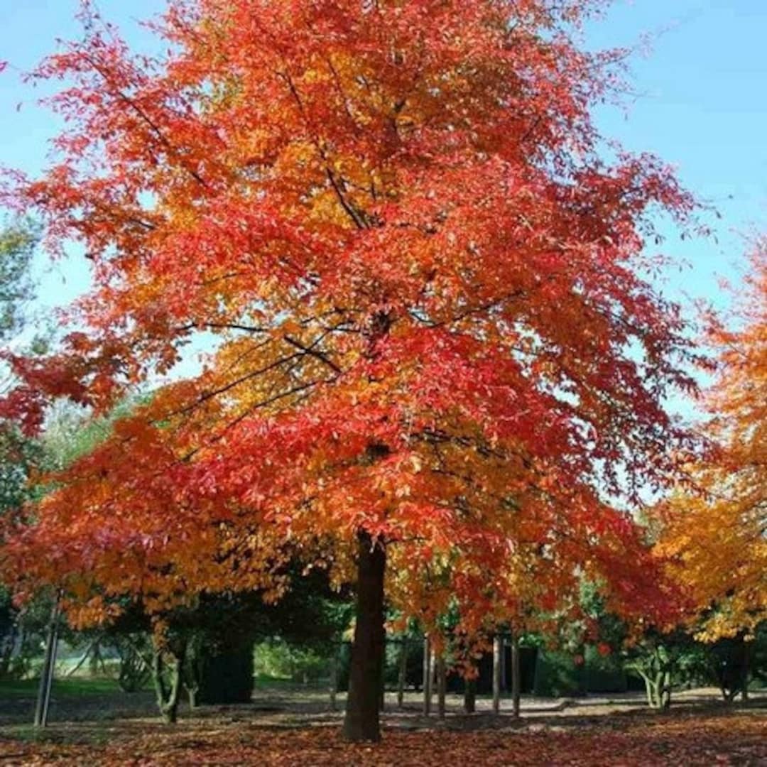 Black Tupelo Tree Seeds (nyssa Sylvatica) 10+seeds - Etsy
