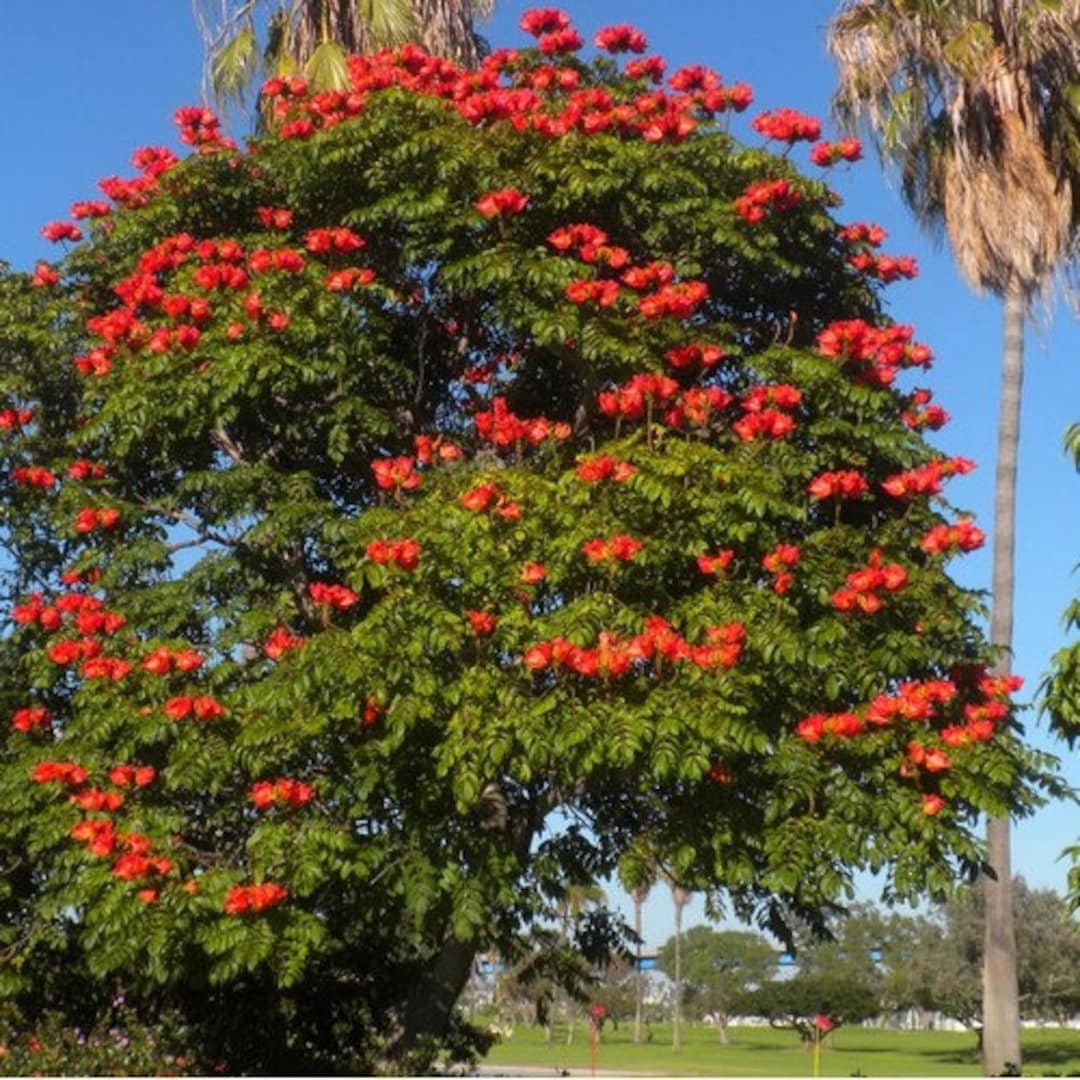 African Tulip Tree Seeds (spathodea Campanulata) 25+seeds - Etsy