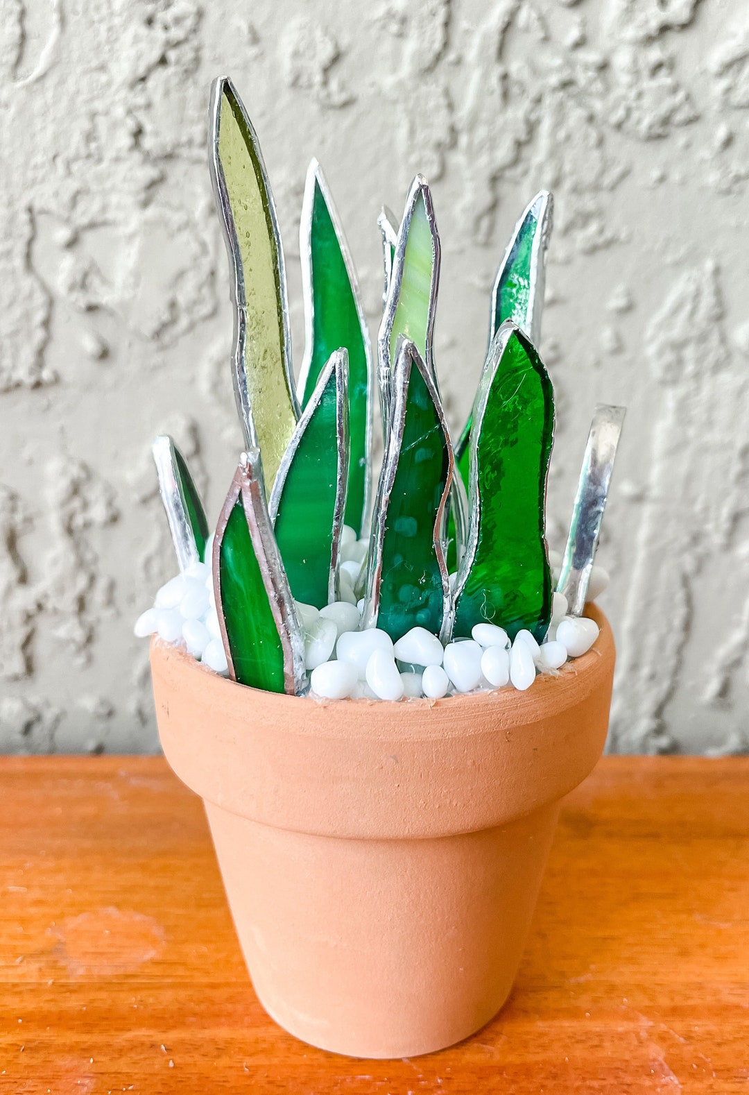 Mini Potted Stained Glass Snake Plant - Etsy