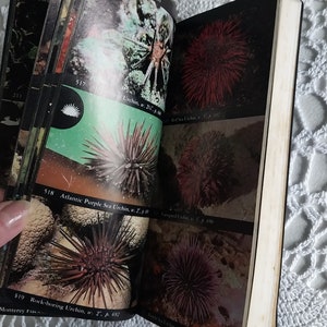 1981 the Audubon Society Field Guide to North American Seashore ...