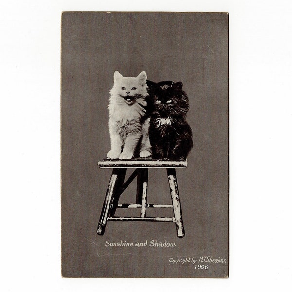 Antique Cat Postcard - Etsy
