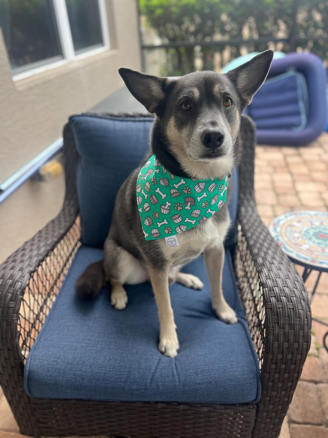 Pup Cup Bandana - Etsy