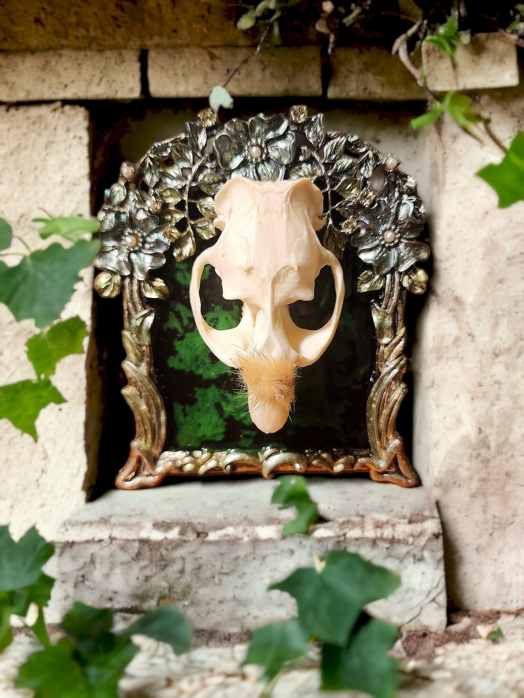 Muskrat Skull Frame Rat Taxidermy Plaque Vulture Culture - Etsy