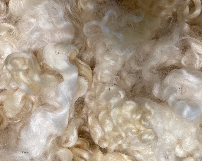 Lincoln Fiber Locks, Locks From a Spectacular Lincoln Fleece, Hard to ...