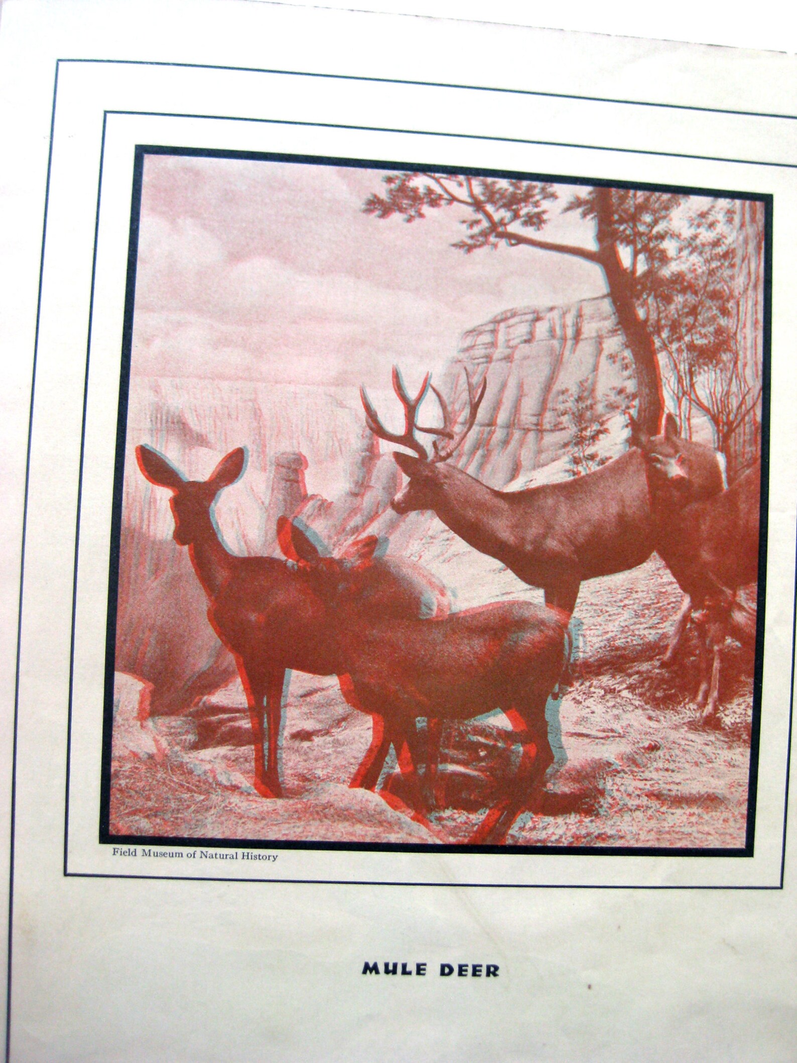 DEER STORIES 3D Picture Book 3D Photography Ortho Scope - Etsy UK