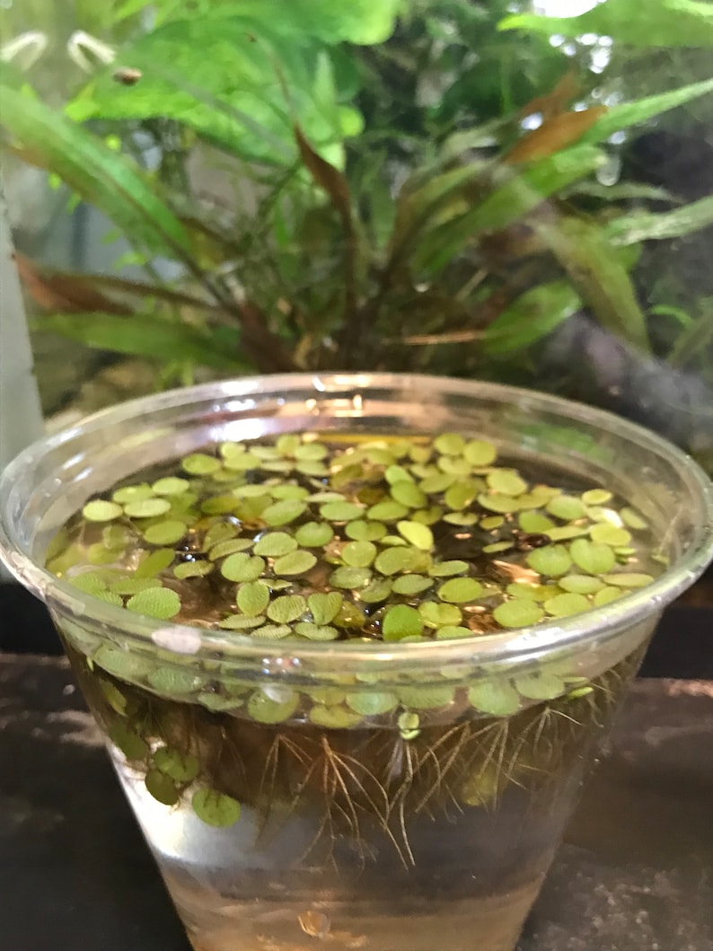 Salvinia Floating Aquarium Plant Ultra-fast Growing Perfect for Low ...