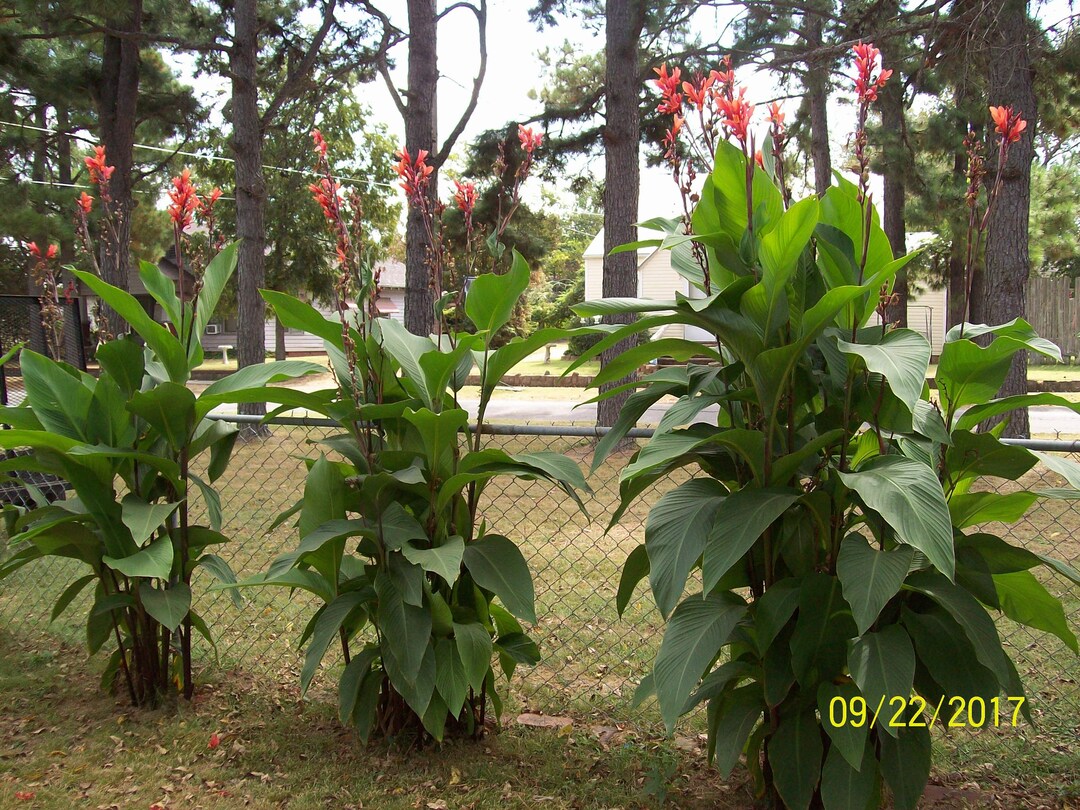 PLANT NOW 6 Canna Lily Tall Red / Peach Flower Bulb Root Cuttings Grow ...