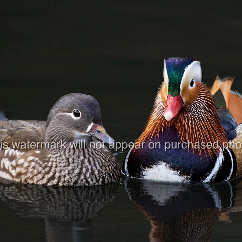 Mandarin Duck Art - Etsy