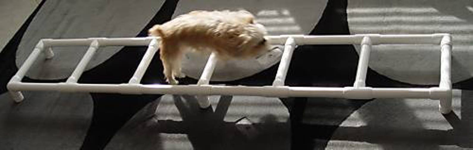 Dog Agility Training Ladder - All Furniture Grade PVC! - by Weave-poles ...