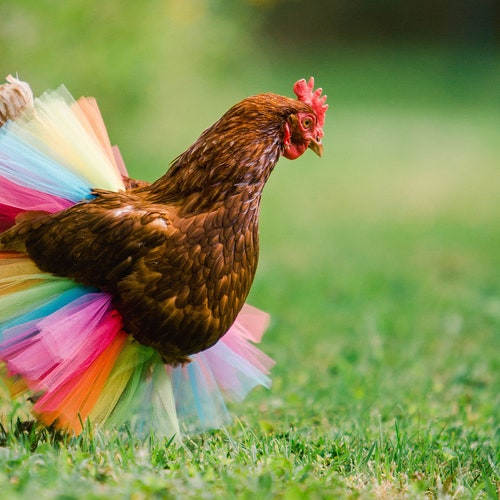 Sunrise Chicken Tutu | Etsy
