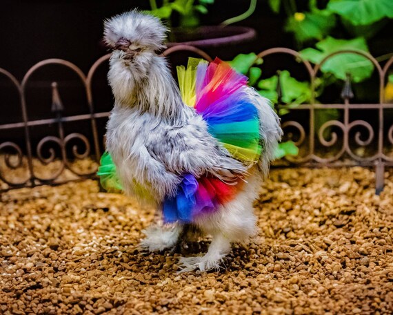 Rainbow Chickens