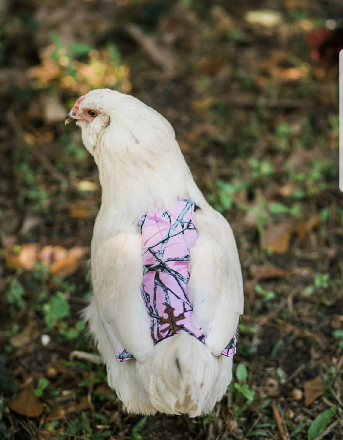 Chicken Saddle Hen Apron Bantam Standard Chicken Apron | Etsy