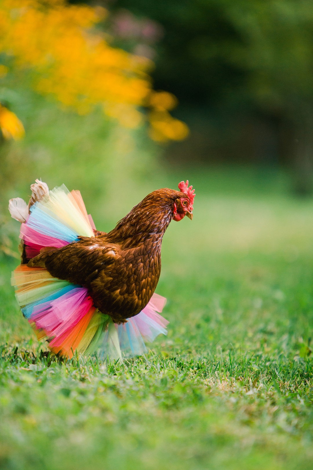 Neon Rainbow Chicken Tutu Tenue de poulet Crazy Chicken lady Cadeau ...