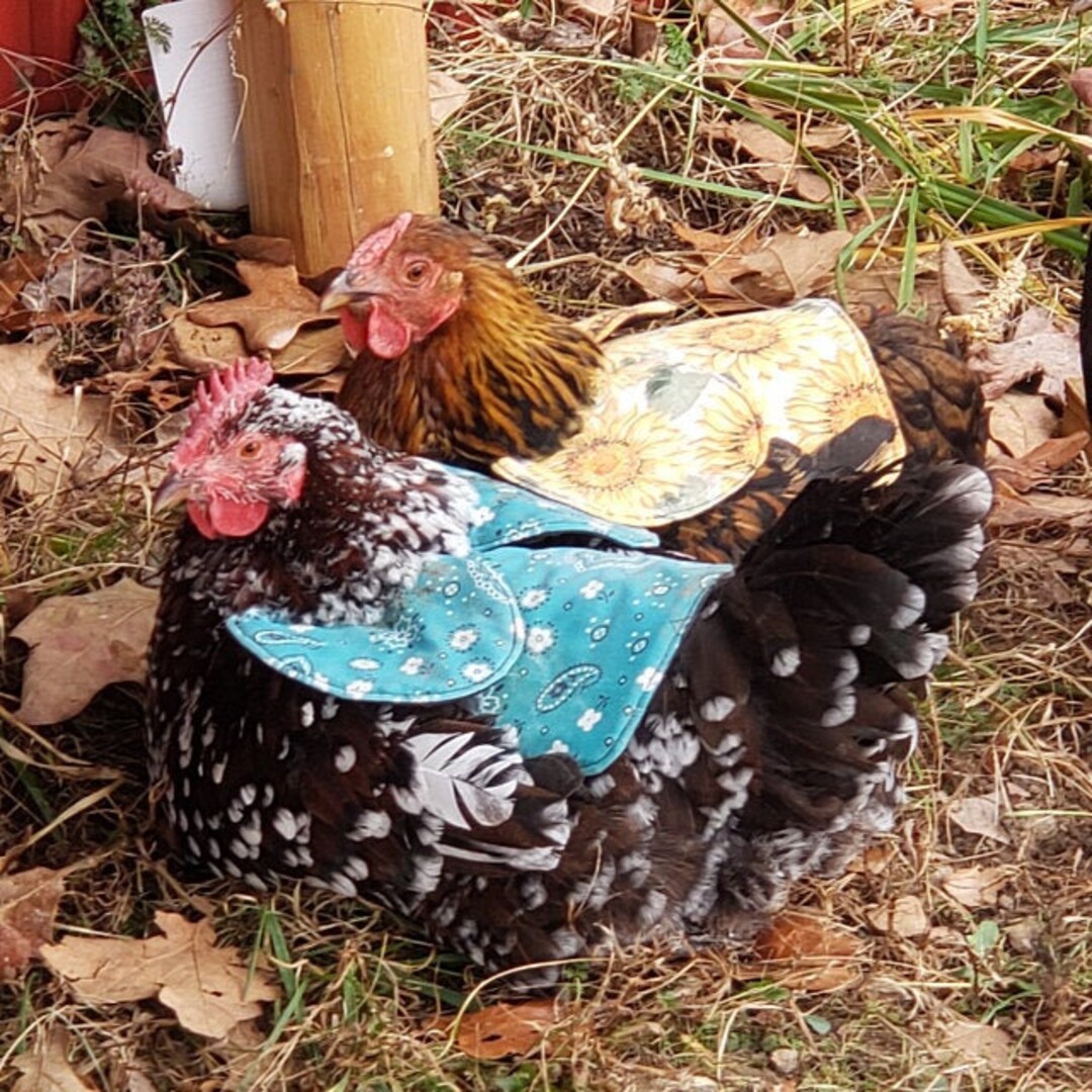 Chicken Saddle Wing Protector Hen Apron Bantam - Etsy