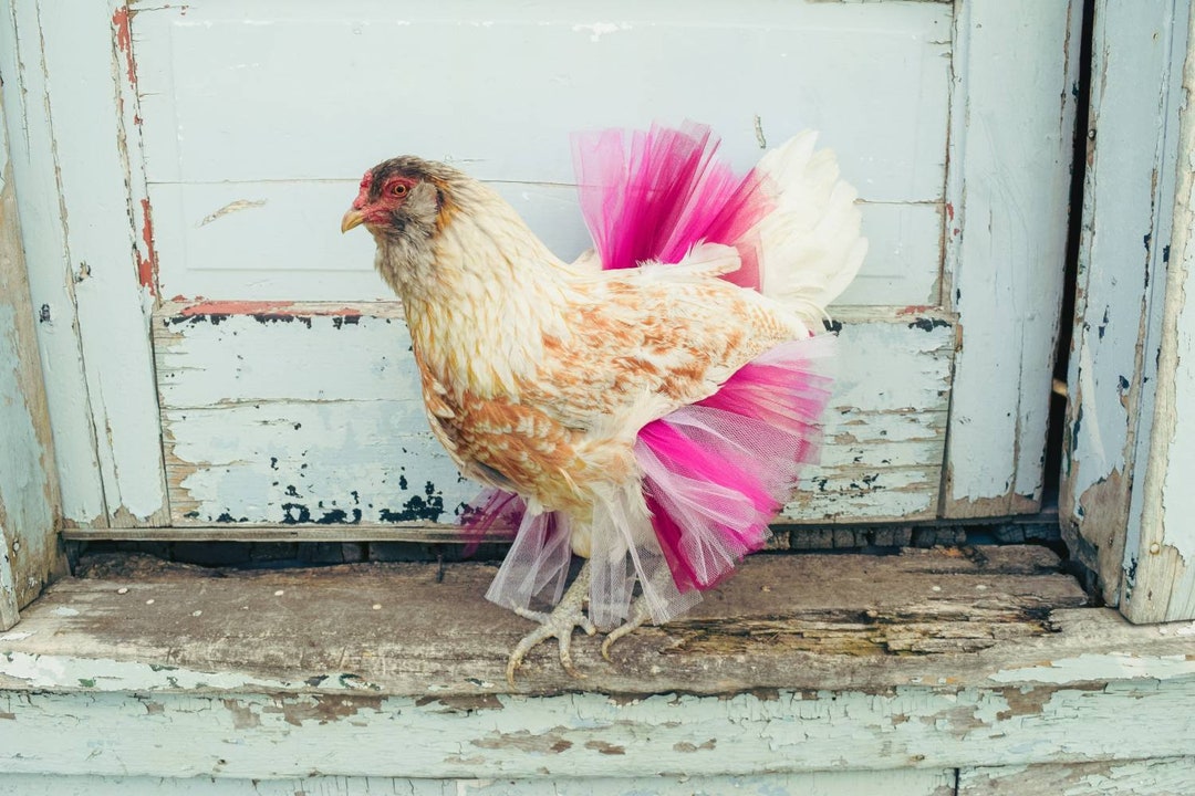 Wine Chicken Tutu Chicken Tutu Chicken Outfit Crazy Chicken Lady ...
