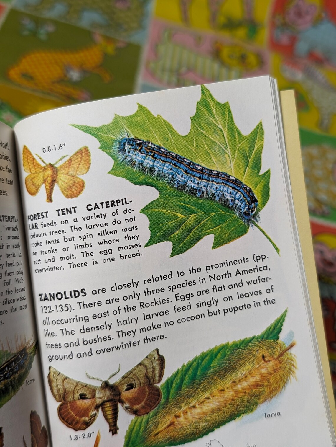 Butterflies and Moths Guide Vintage Entomology Book - Etsy