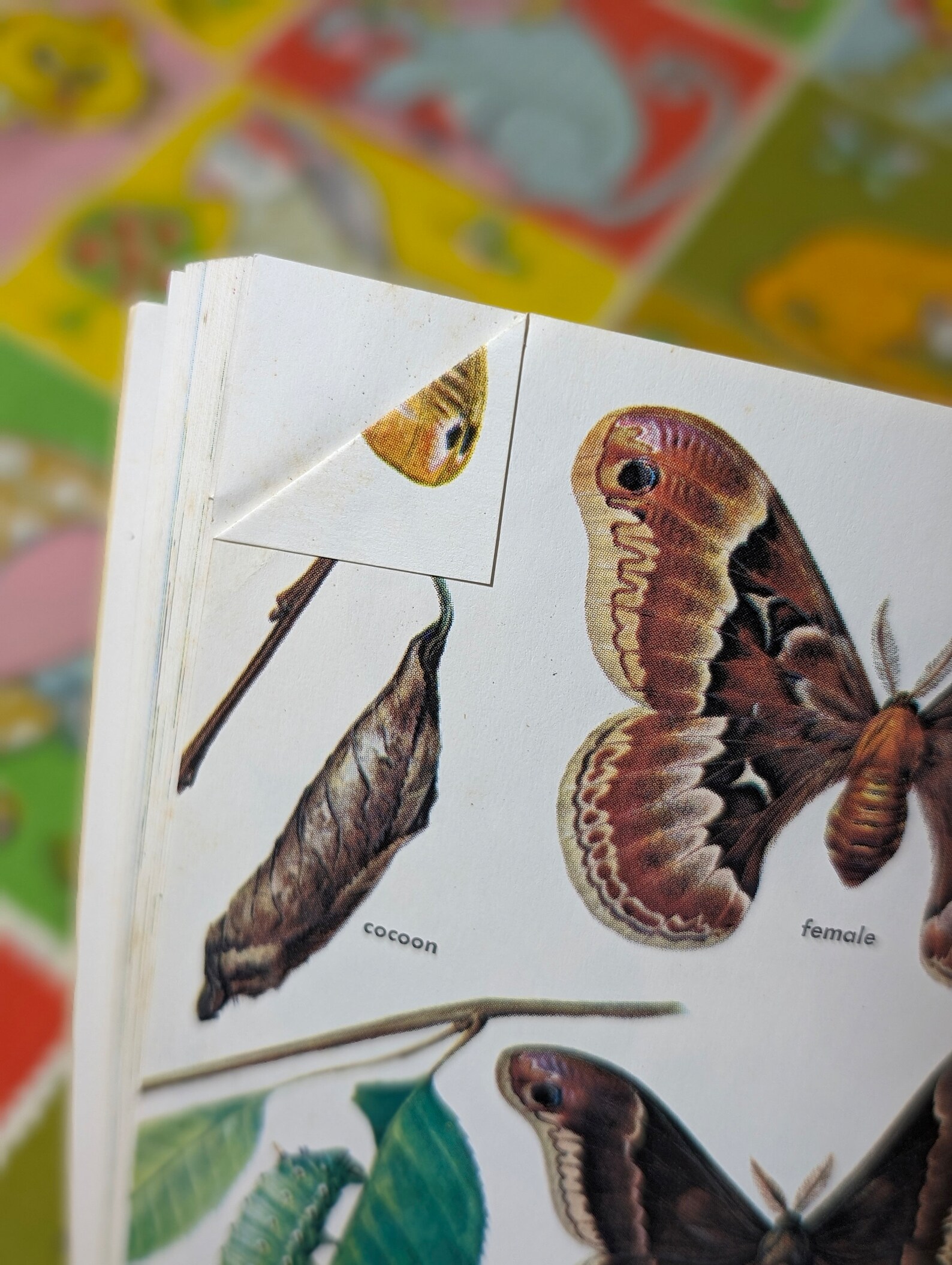 Butterflies and Moths Guide Vintage Entomology Book - Etsy