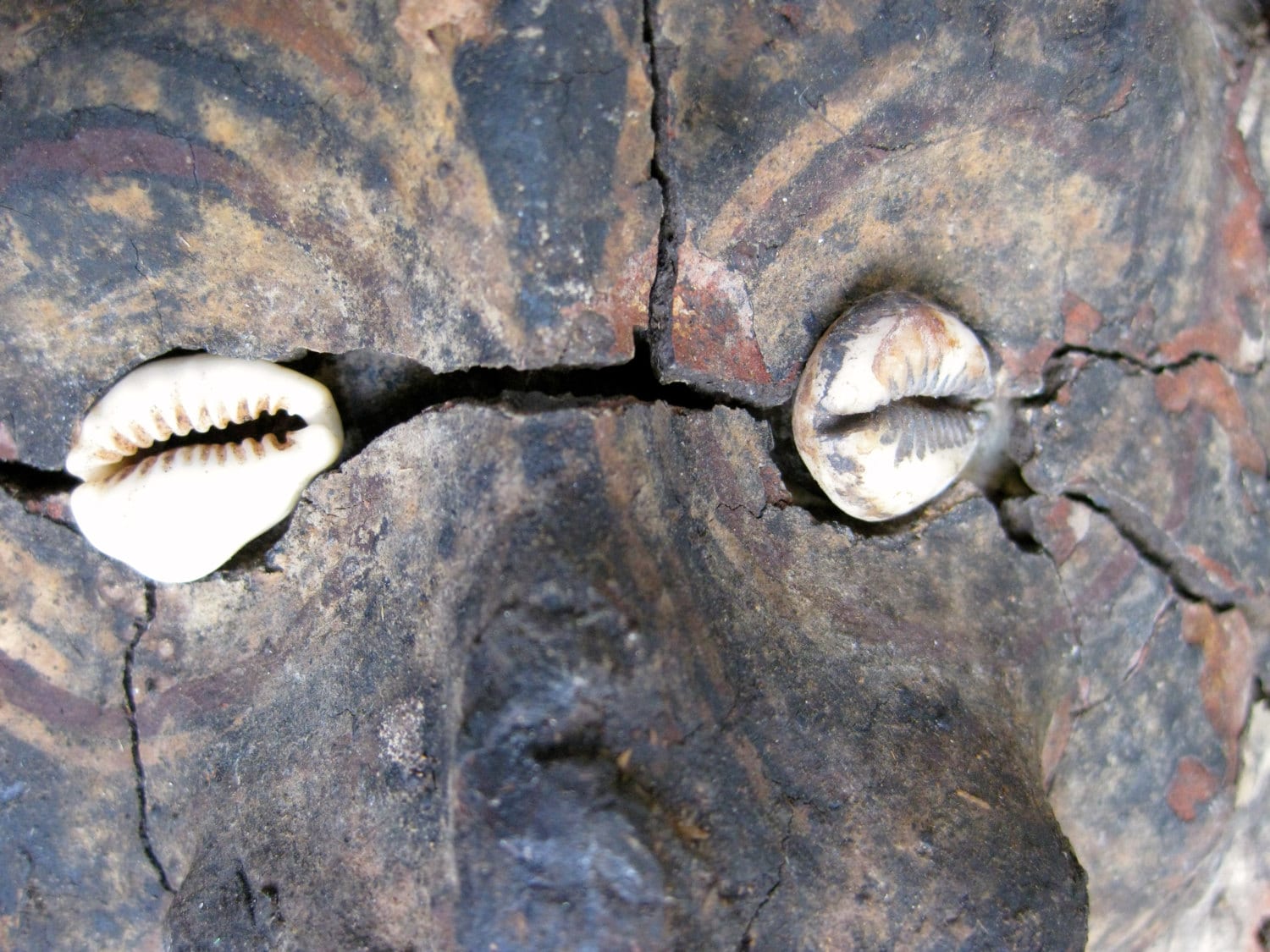 New Guinea Tribal Artifact of Ancestral Shell Mask From the - Etsy