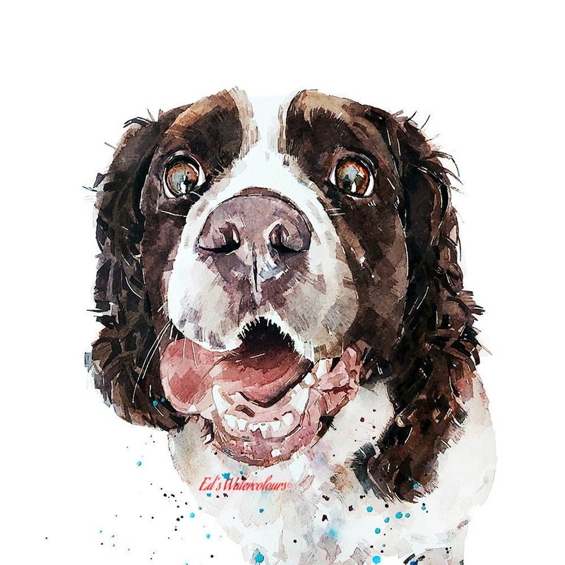 Springer Spaniel Art - Etsy