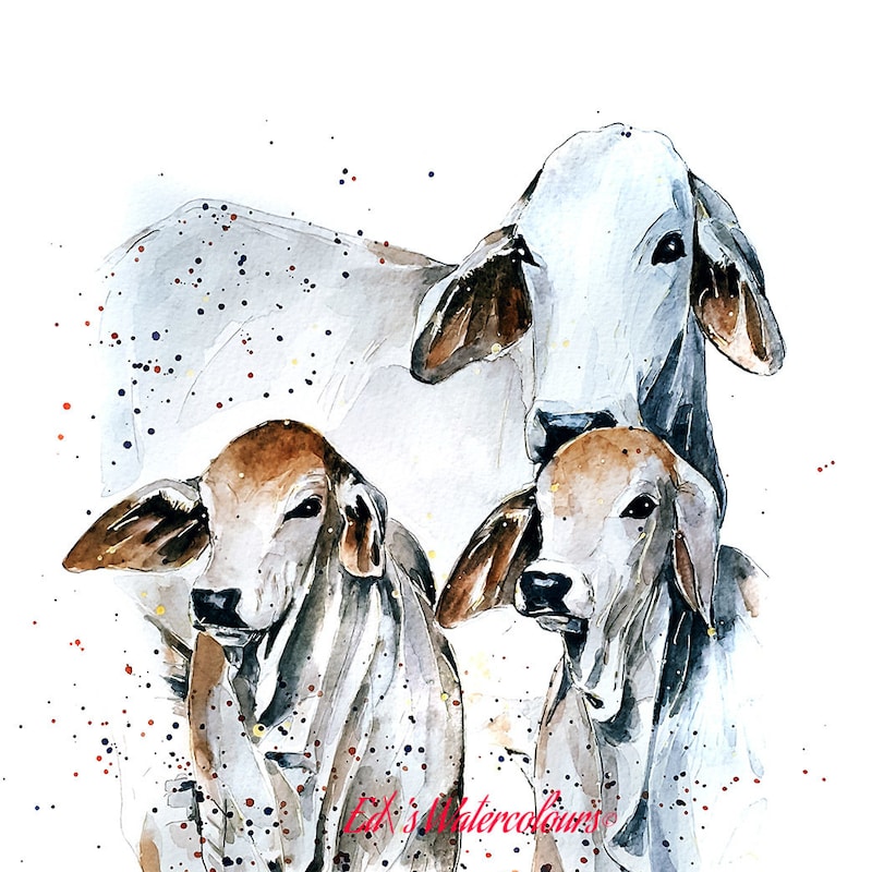 Brahman Cattle - Etsy