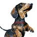 Flying Dachshund " Print Watercolour,dachshund Art,dachshund Print ...