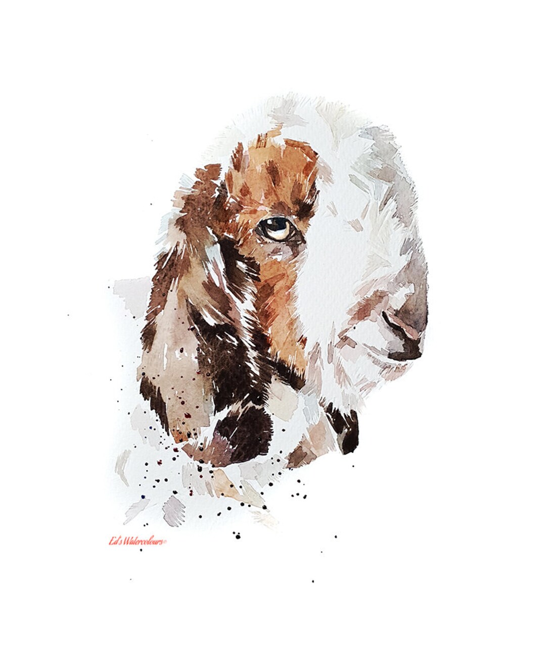 Boer Goat Kid " Print Watercolour.goat Art,goat Art Print,goat ...