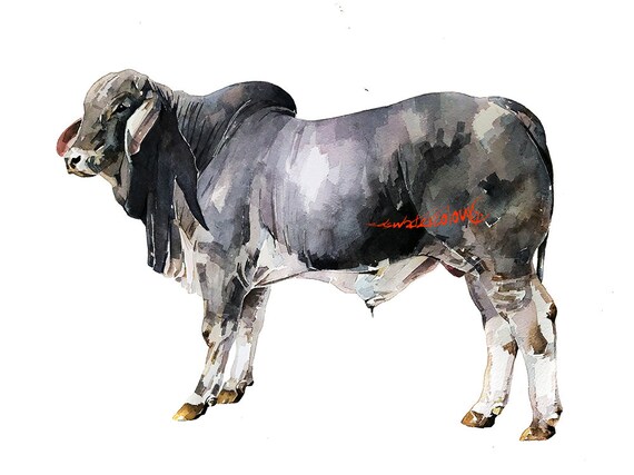 Brahman Cattle Bull