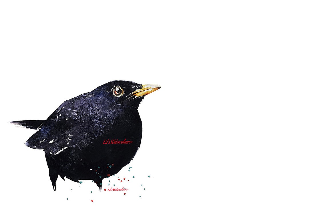 Common Blackbird Print Watercolourcommon Blackbird - Etsy UK
