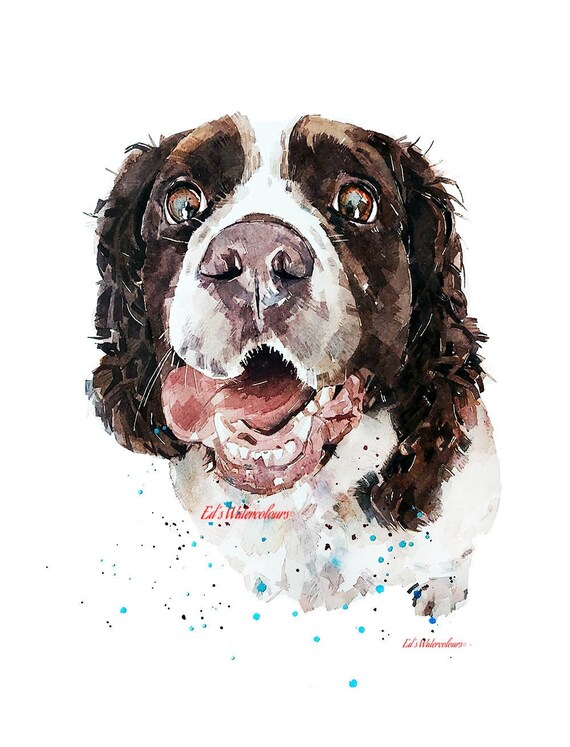 Springer Spaniel Original Watercolour A3 40x50cm/1624 | Etsy