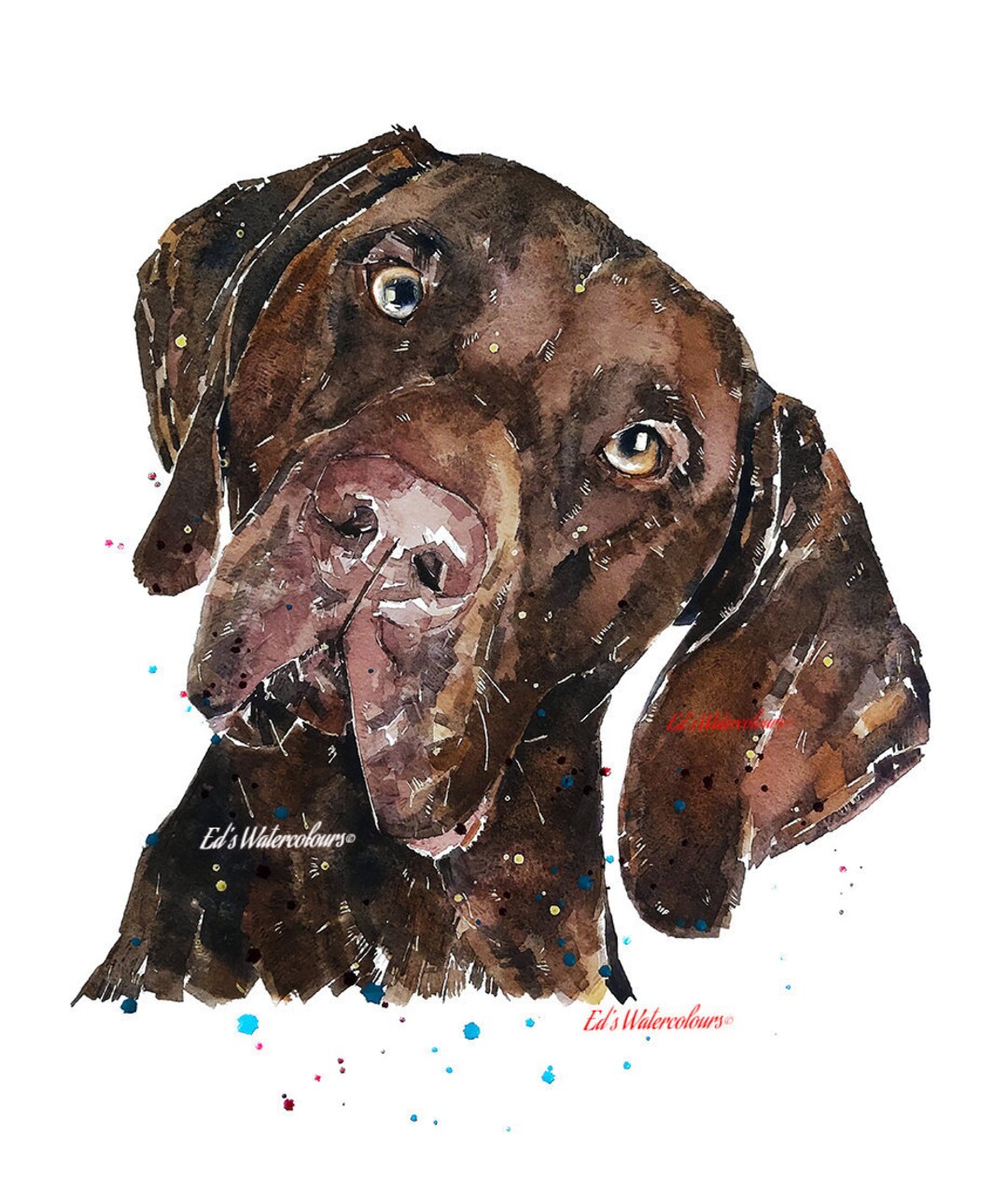 That German Shorthaired Pointer Look - GSP Print Watercolour,german ...