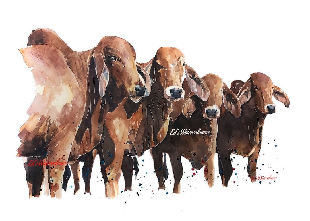 Red Brahman Cattle . Print Watercolour,brahman Art,brahman Print ...