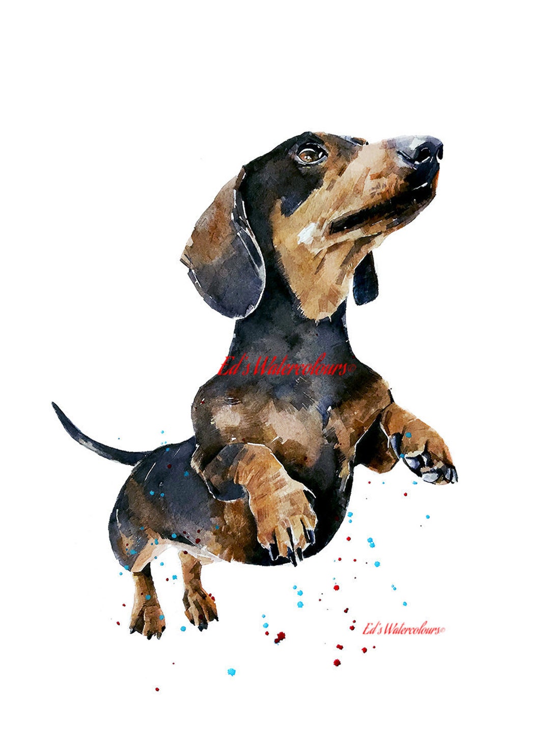 Flying Dachshund " Print Watercolour,dachshund Art,dachshund Print ...