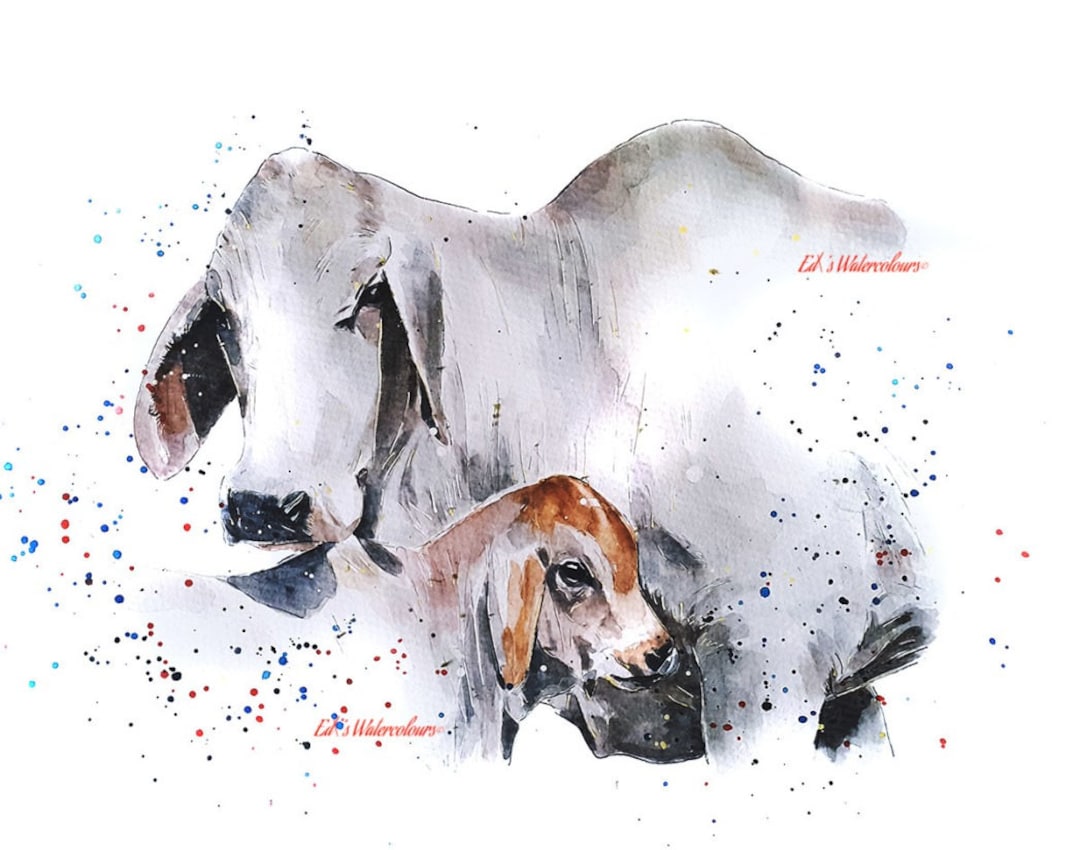 Brahman Cattle 2 . Print Watercolour.brahman Cow Art,brahman Print ...