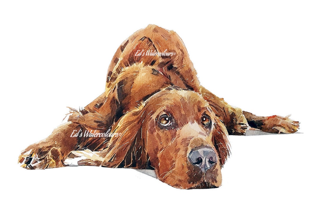 Red Setter Reclined-original Watercolour(a2/20*16 Inches).red Setter ...