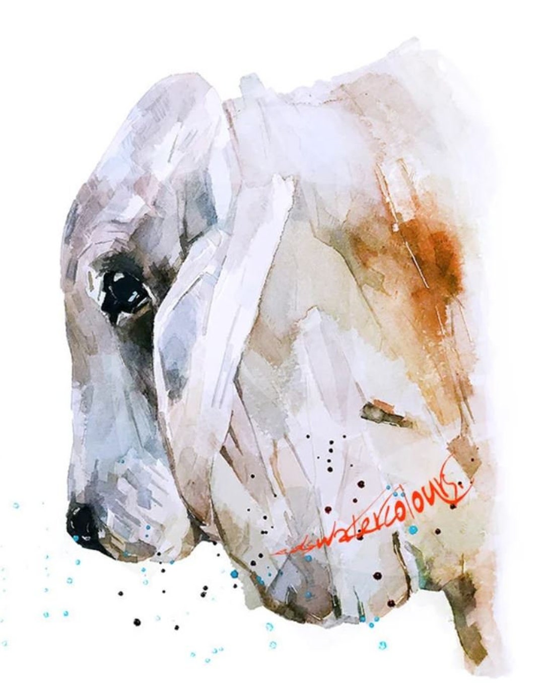 White Brahman Cow." Print Watercolour.brahman Cow Art,brahman Print ...