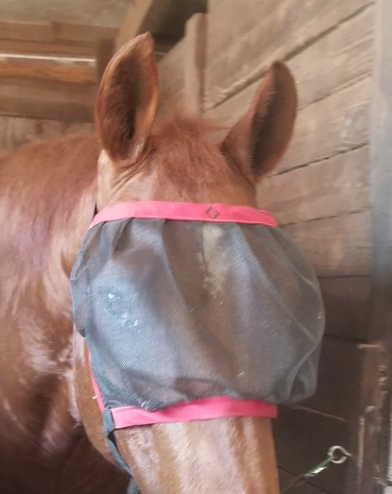 NEW Janet's Fly Mask for Horse Donkey Mule or Mini - Etsy