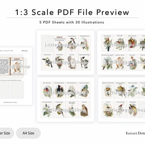 Printable Miniature Illustrated Encyclopedia of Birds | Dollhouse ...