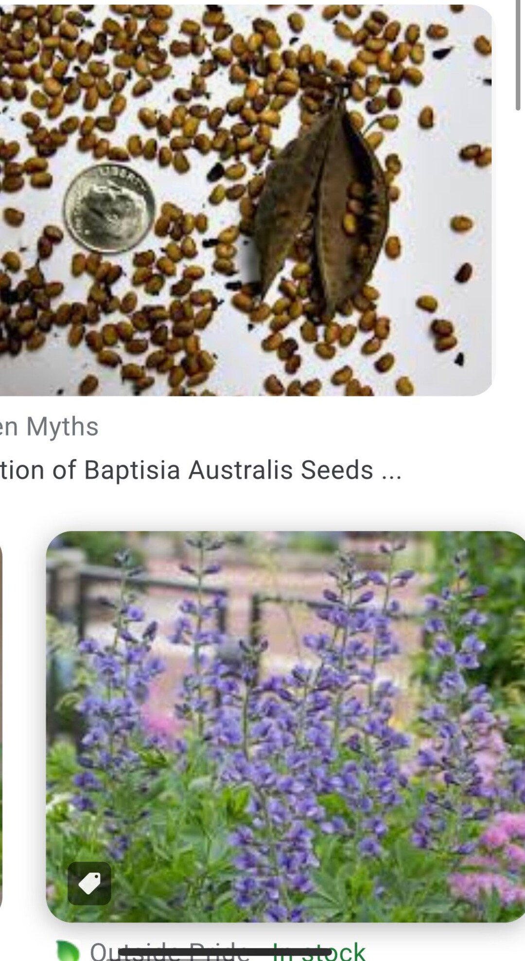Baptisia Austriaus Seeds Found in the Wild Minimum of 50 Seedsflower ...