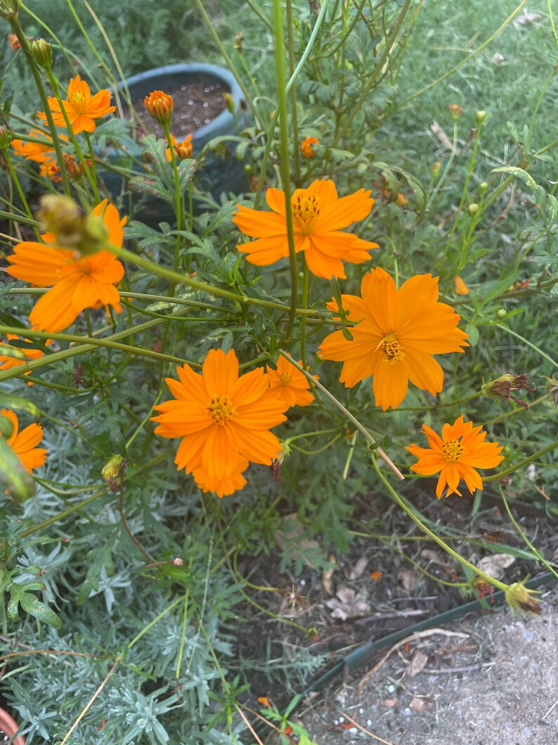 Cosmos Seeds Orange 5 Ft Tall 50 Gorgeous Seed Dealer - Etsy