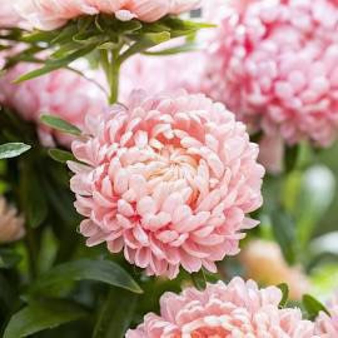 Aster Peony Duchess Pink Flowers 40 Minimum Seeds Seed Dealer - Etsy