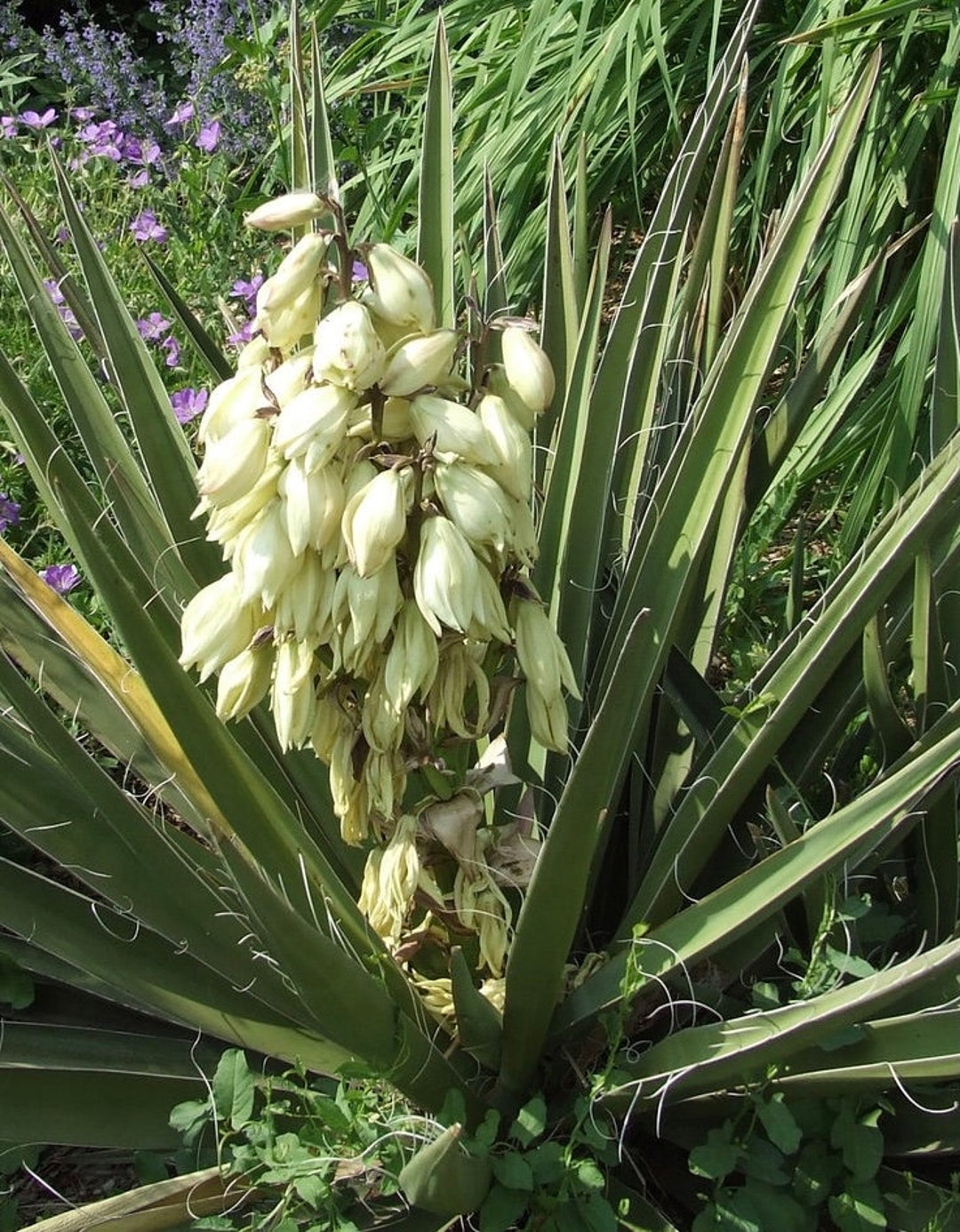 Yucca With White Blooms 25 Seeds Minimum White Tall Flower Seed Dealer ...