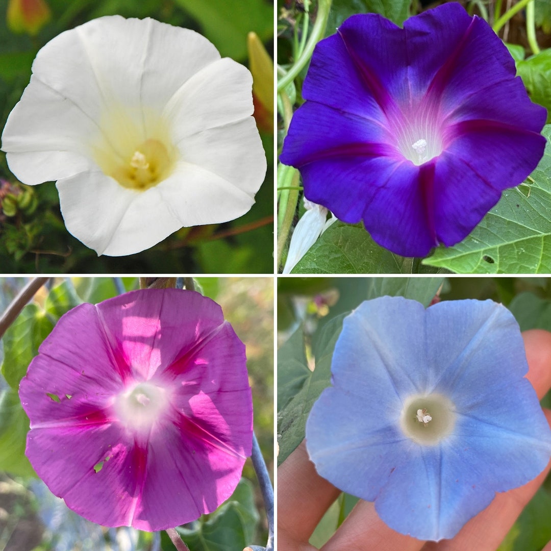 Morning Glory Mix Blue, Purple, Pink and White 20 Seeds Pz Mix Seed ...