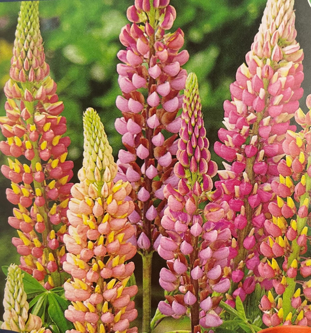 Lupin MIX 5 Seeds Holly Hocks Seeddealer - Etsy