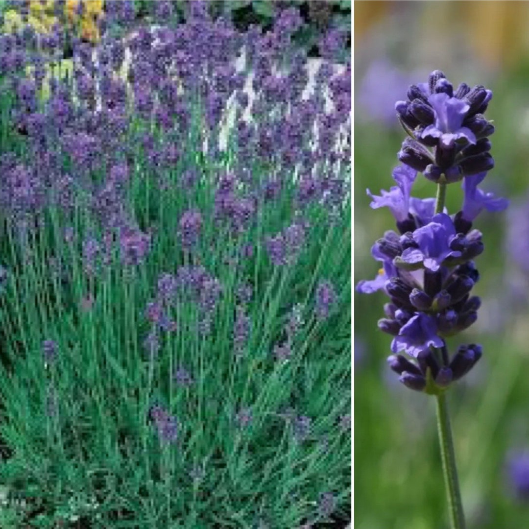 Lavender Munstead 40 Seeds Dark Purple Blue Minimum Seeddealer - Etsy