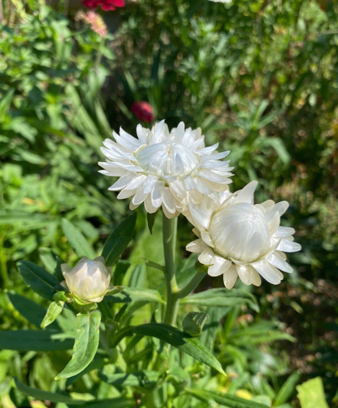 White Strawflower 50 Seeds Minimum Seeds Seeddealer Petrabaye - Etsy