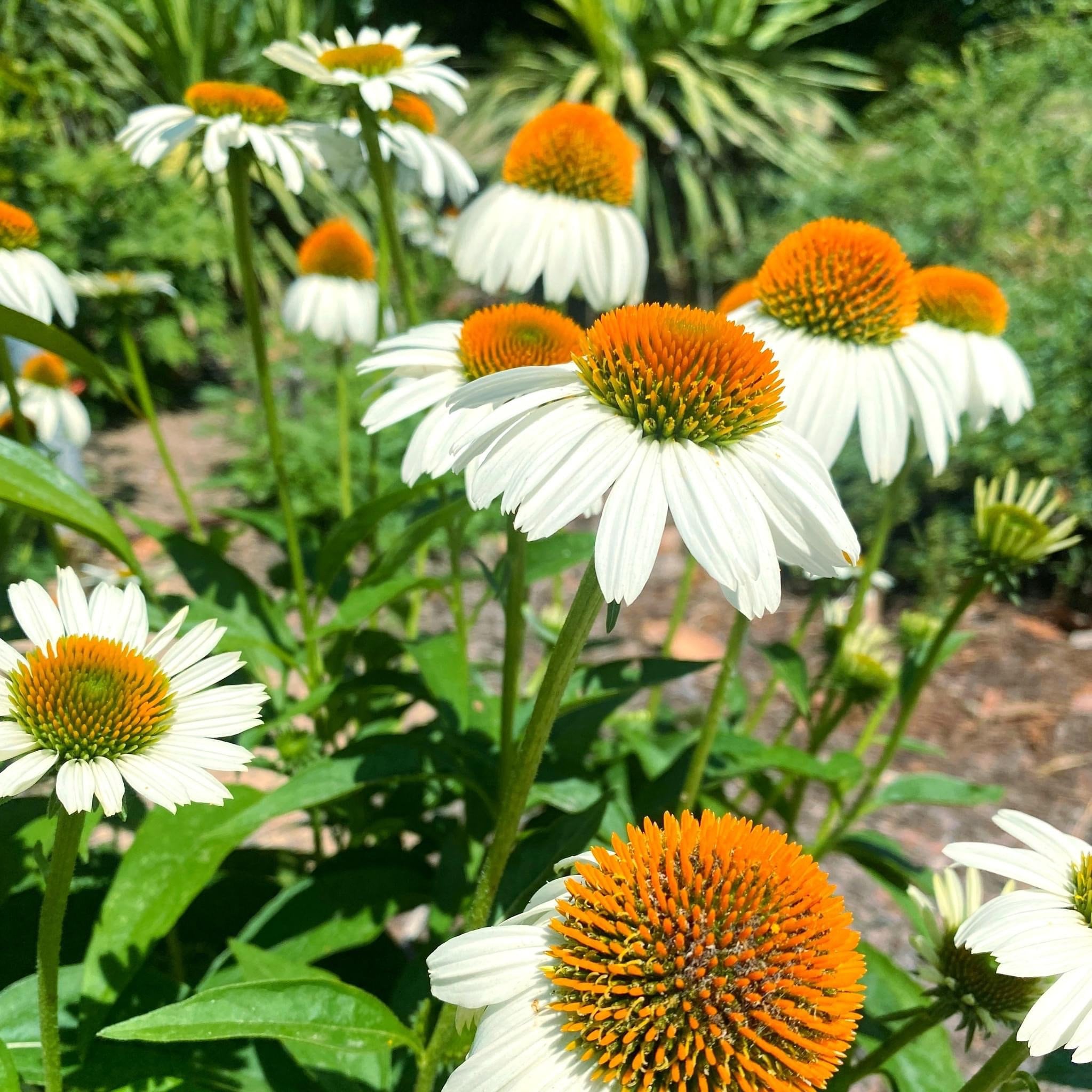 White Coneflower