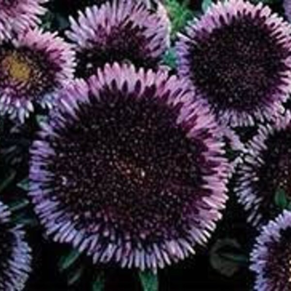 Moon Flower Seeds - Etsy